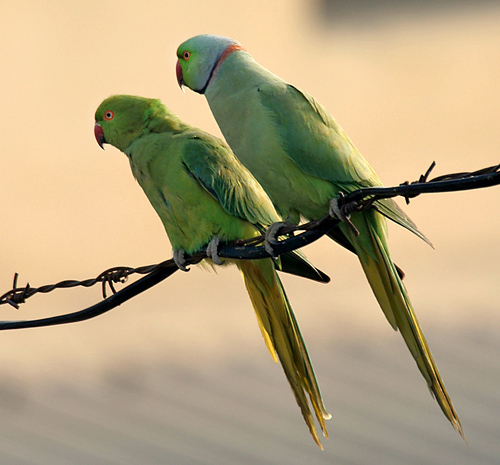 India: Tamil Nadu: Madurai: Free skies for Meenakshi’s Parrots – Echoes ...