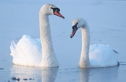 Hamsa – Echoes in the Mist