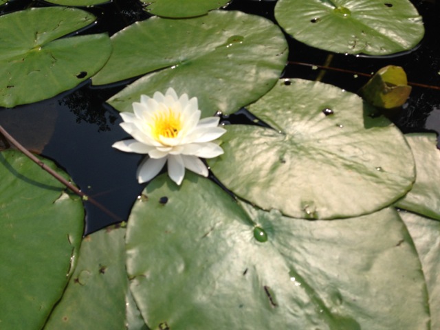 Water Lily and lily pads – Echoes in the Mist